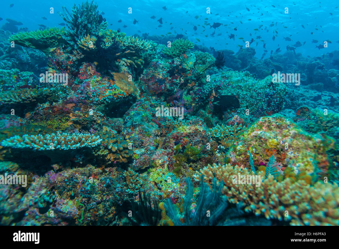 Underwater background with Hard and soft corals on the Indian ocean ...