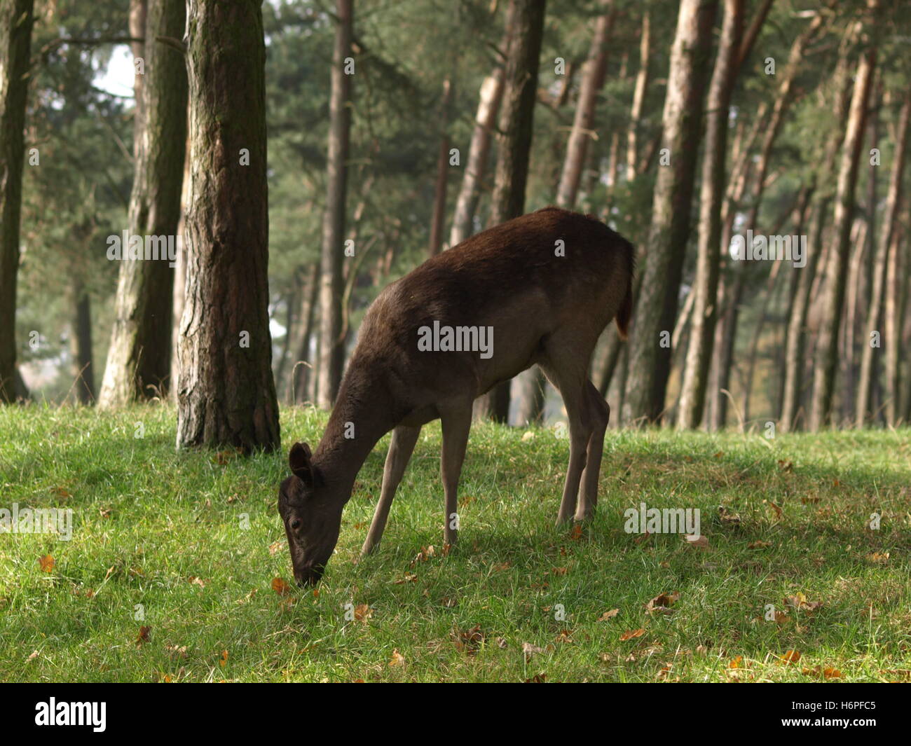 European deer hi-res stock photography and images - Alamy