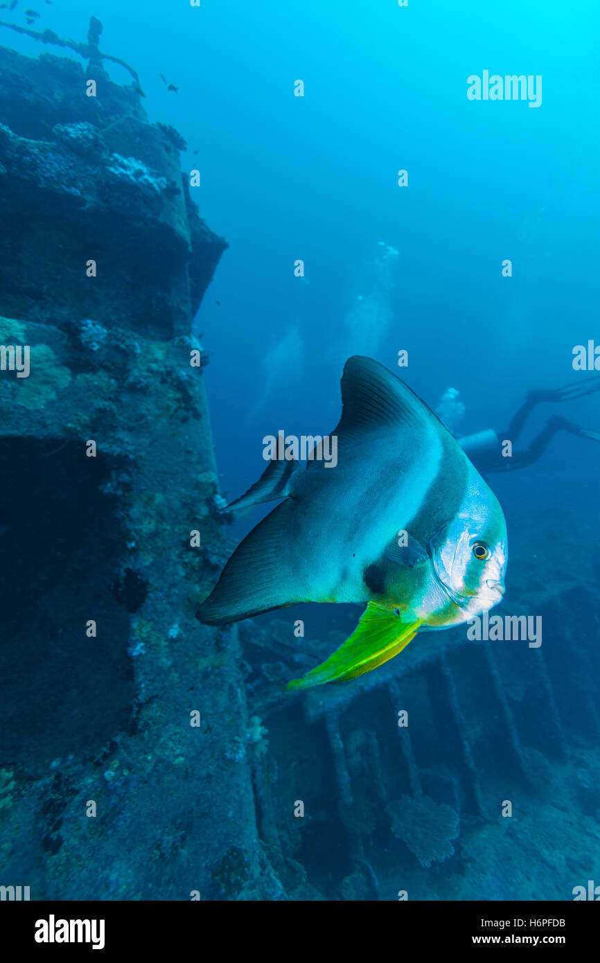 Closeup of Big Bat Fish near sunken ship, Maldives Stock Photo - Alamy