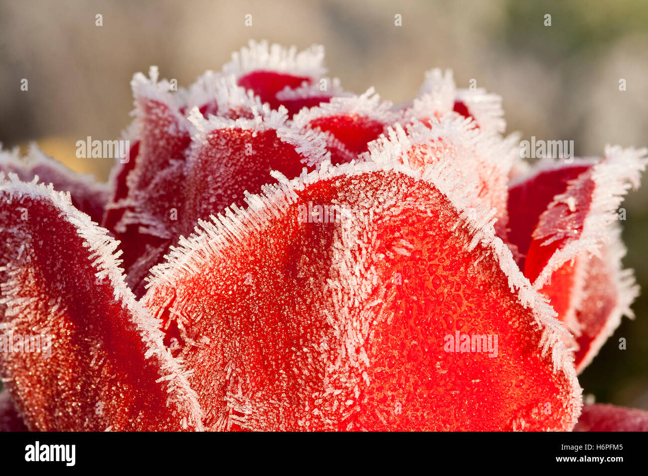 Rose Of Winter High Resolution Stock Photography and Images - Alamy