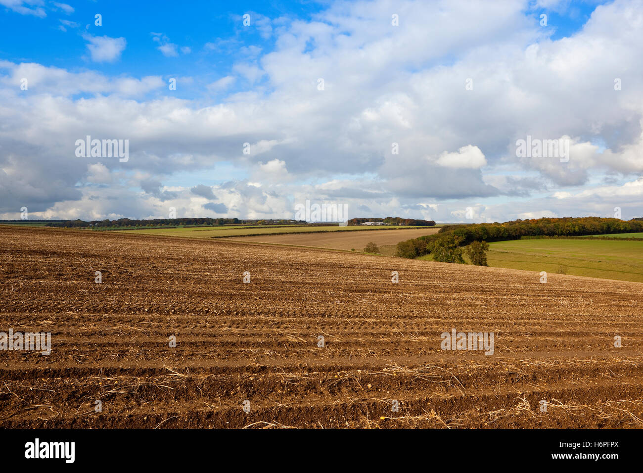 Patterns and textures in the soil of a harvested potato field on the ...
