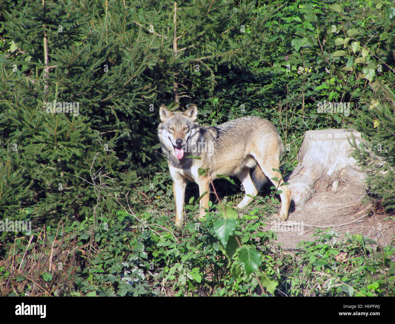 Wolfspelz hi-res stock photography and images - Alamy