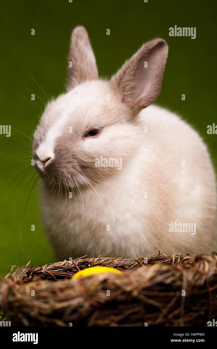 Hopping Animals High Resolution Stock Photography and Images - Alamy