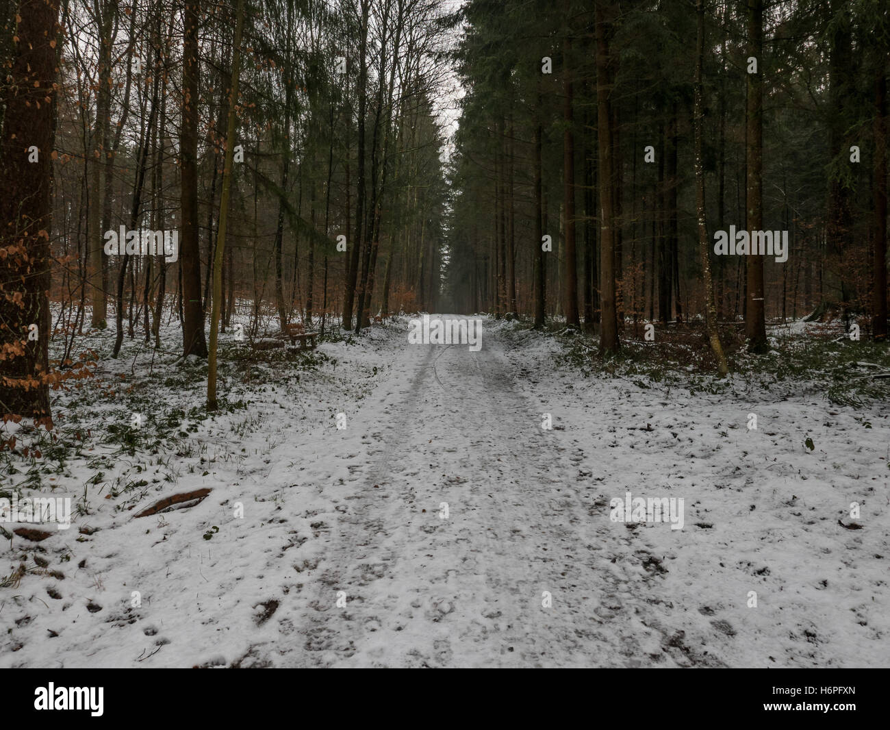 Road covered in snow in a forest Stock Photo - Alamy