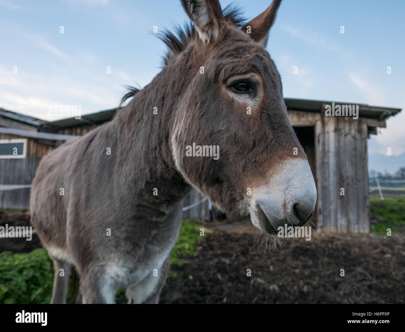 Gray Donkey High Resolution Stock Photography and Images - Alamy