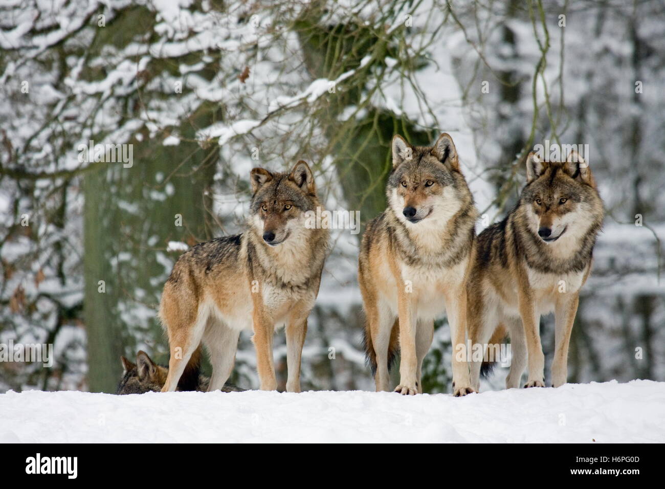 Wolf pack hi-res stock photography and images - Alamy