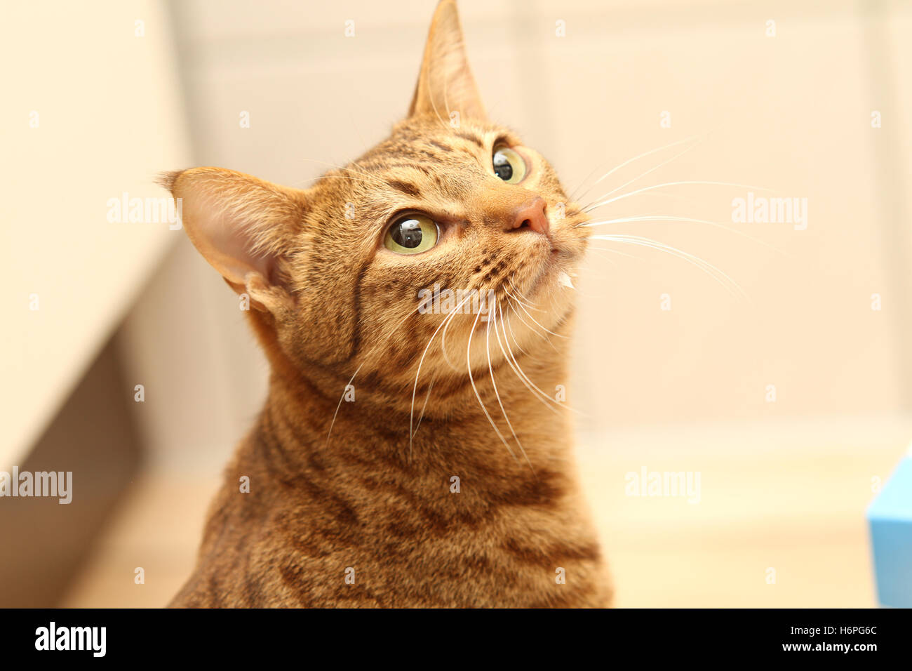 Noble animals hi-res stock photography and images - Alamy