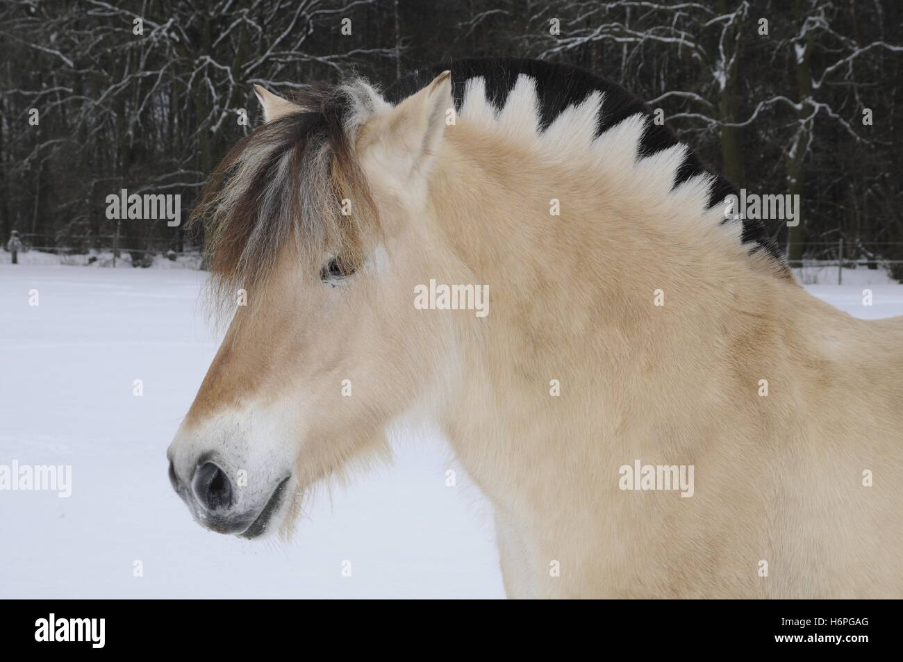 Norwegian fjord horse mane hi-res stock photography and images - Alamy