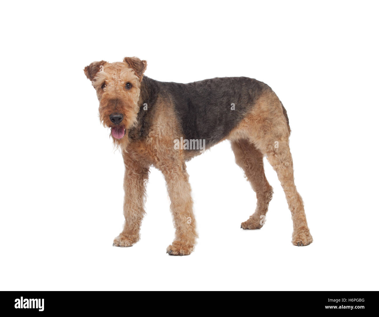 Airedale Terrier Dog Puppy Sitting Stock Photos & Airedale Terrier Dog ...