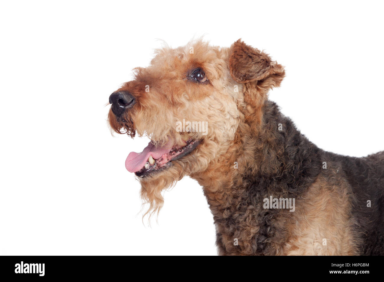 Nice airedale terrier breed dog isolated on white background Stock ...