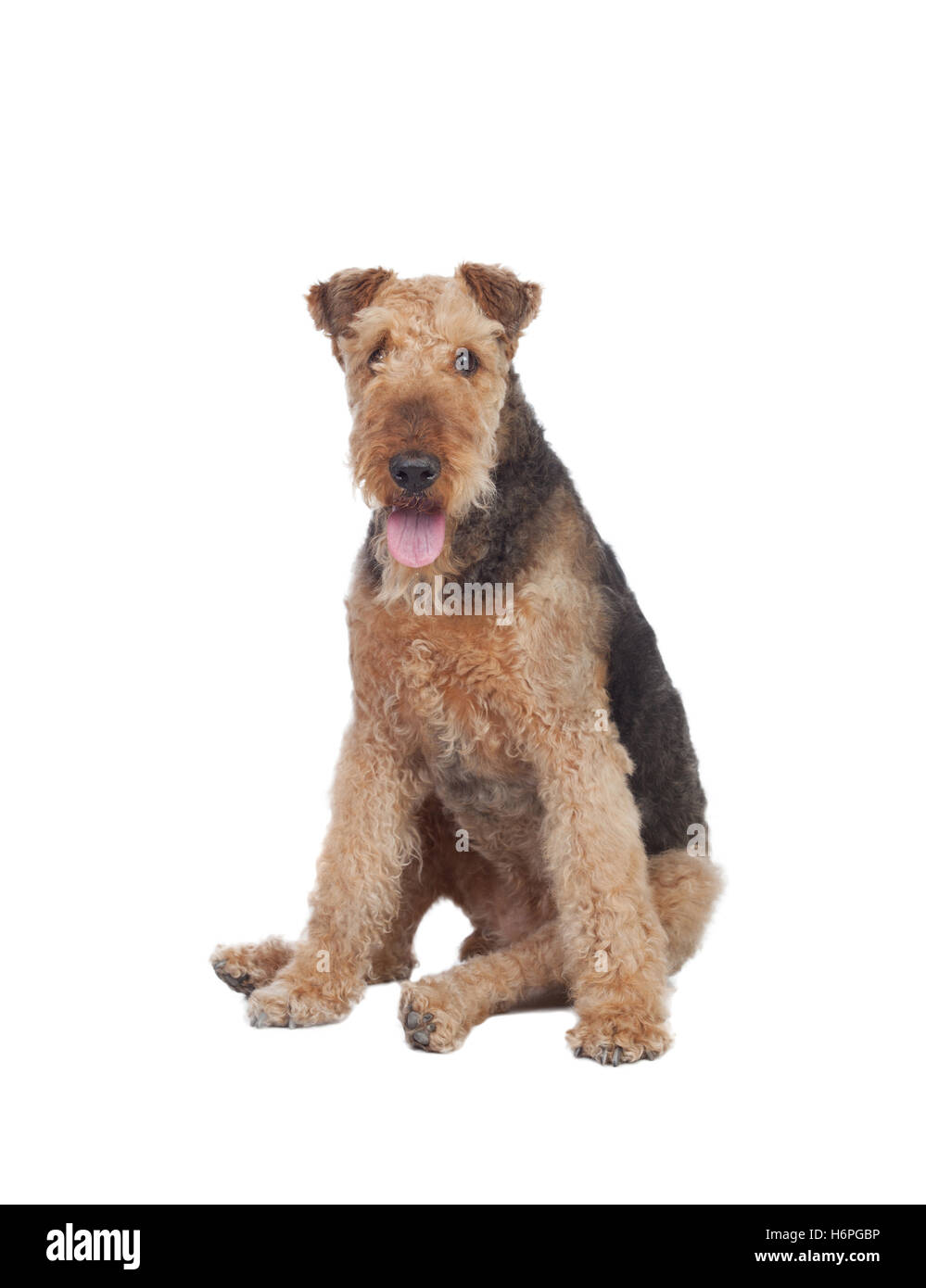 Nice airedale terrier breed dog isolated on white background Stock ...