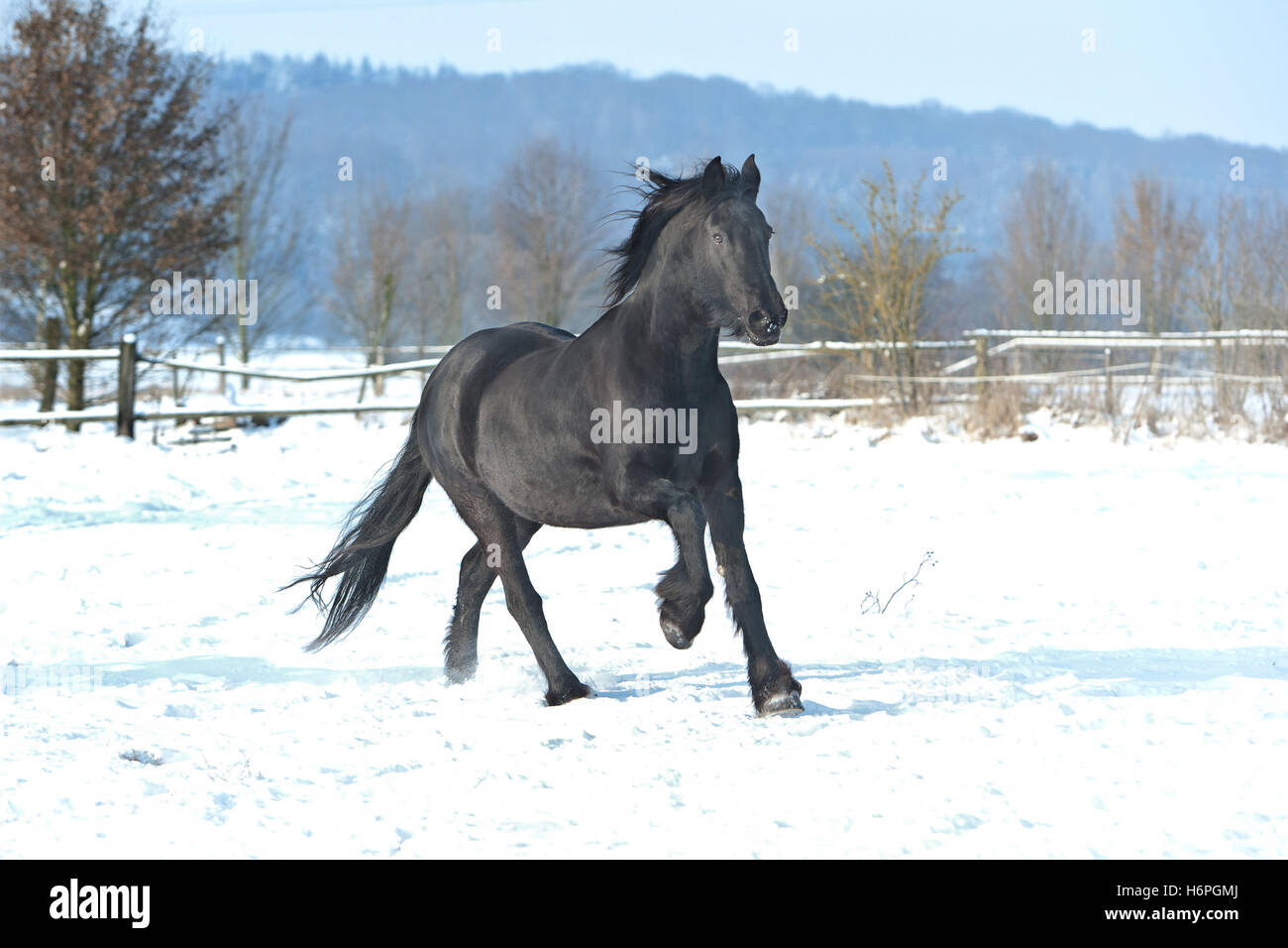 friese in snow Stock Photo - Alamy