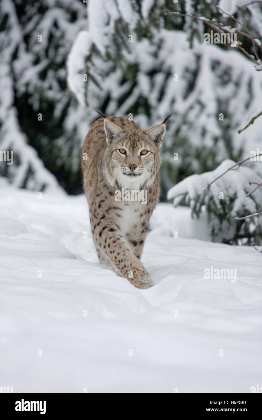 Running lynx hi-res stock photography and images - Alamy