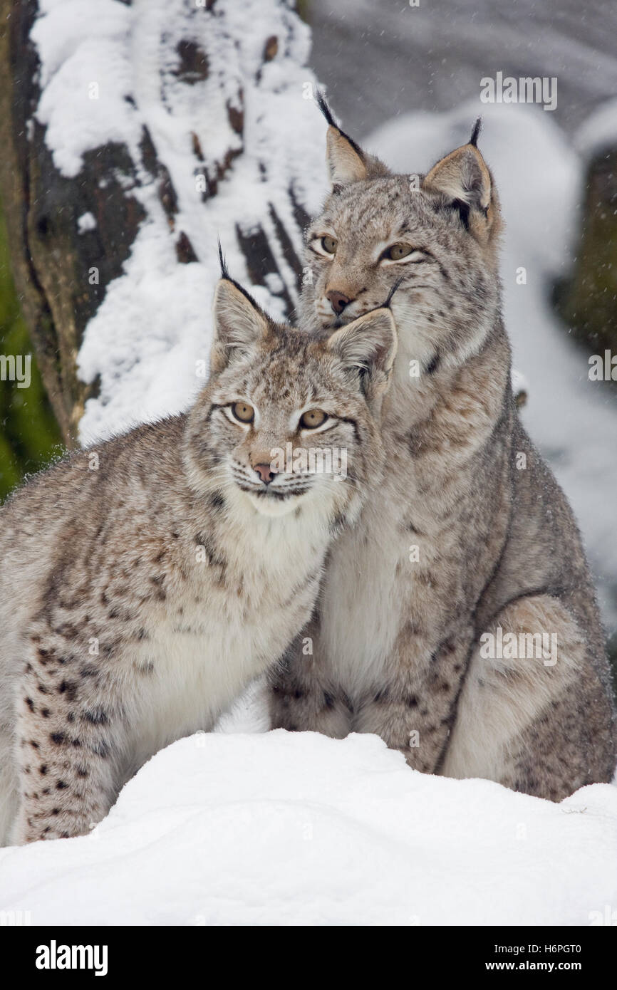 Big mammals hi-res stock photography and images - Alamy