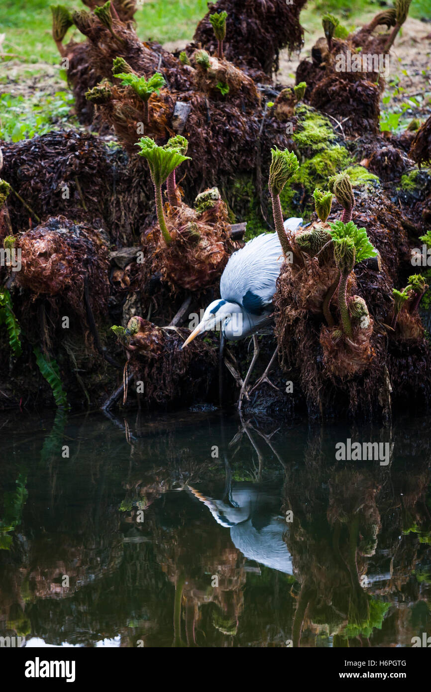 Insects of ireland hi-res stock photography and images - Alamy