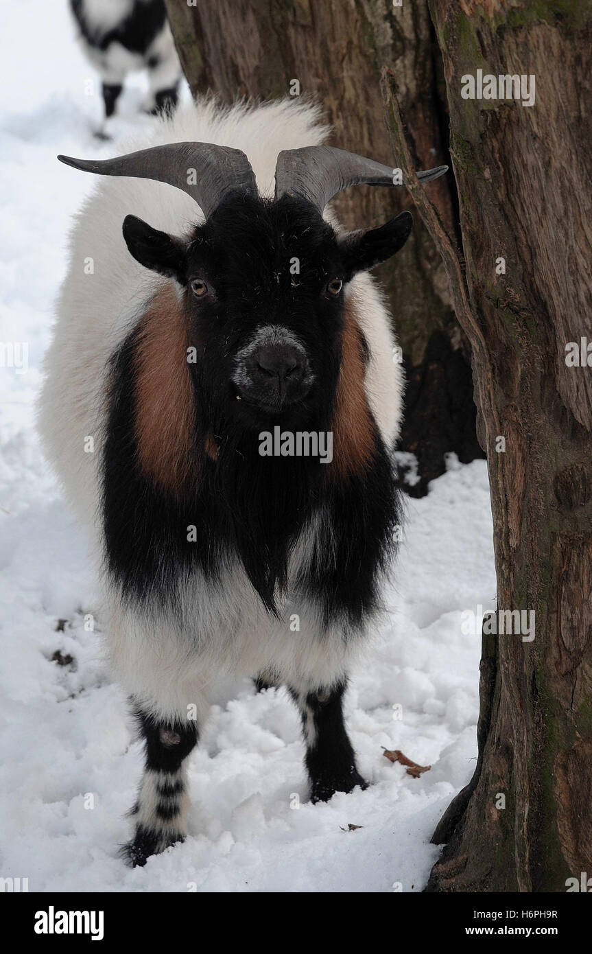 Goat winter hi-res stock photography and images - Alamy