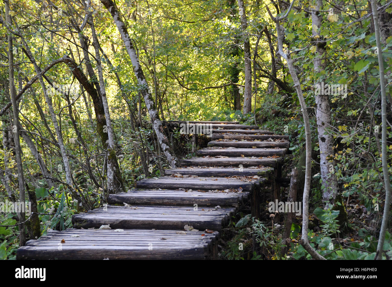 Wooden bridge in forests hi-res stock photography and images - Alamy