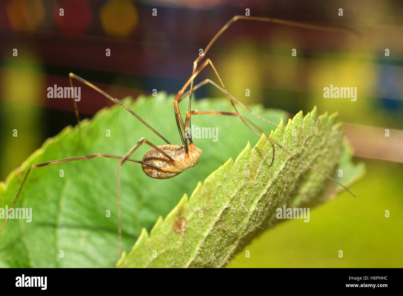 Weberknecht hi-res stock photography and images - Alamy