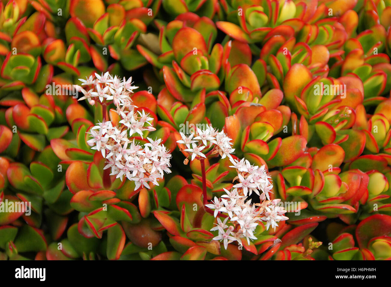 Dickblatt hi-res stock photography and images - Alamy