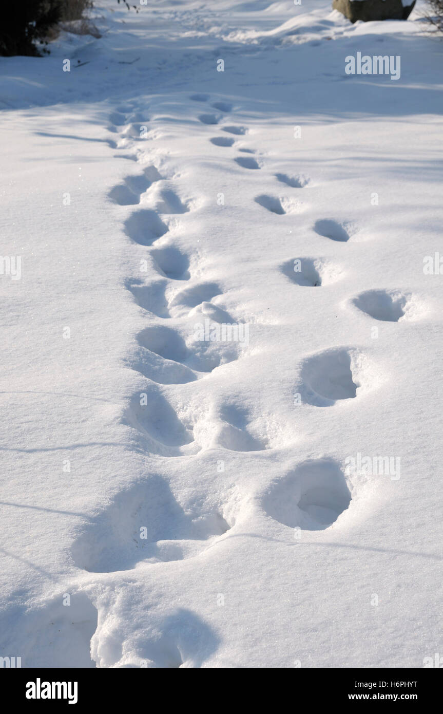 footprints in the snow Stock Photo - Alamy