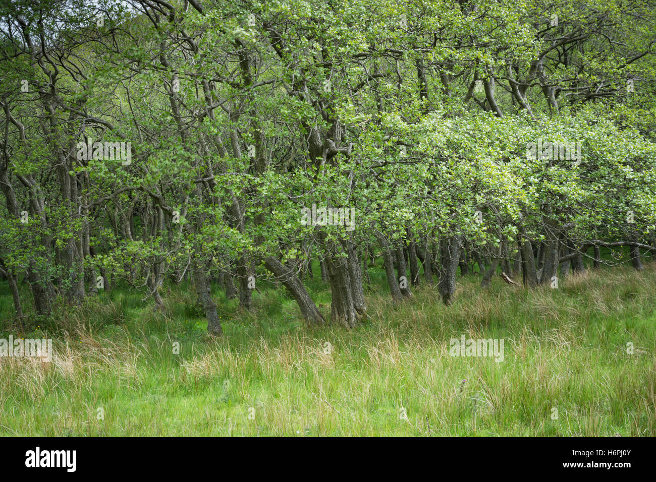 English alder hi-res stock photography and images - Alamy