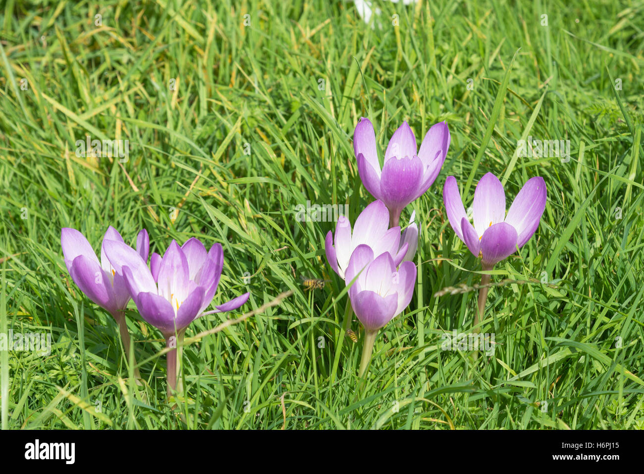 Colchicum or Autumn crocus growing in grass Stock Photo - Alamy