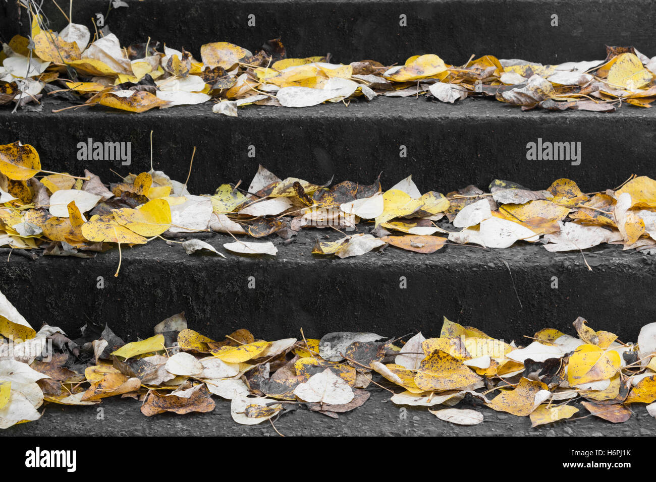 Autumn leaves on stone steps Stock Photo - Alamy