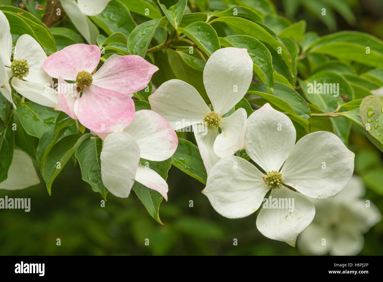 Cornus bloom hi-res stock photography and images - Alamy