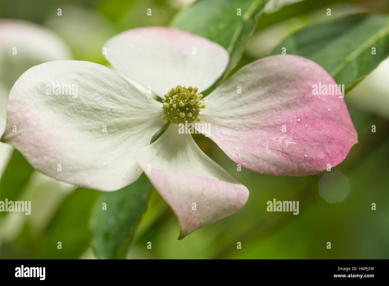 Cornus bloom hi-res stock photography and images - Alamy