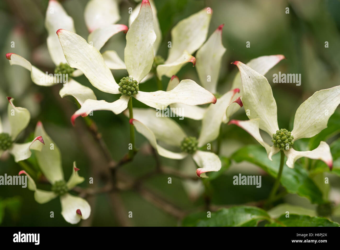 Cornus bloom hi-res stock photography and images - Alamy