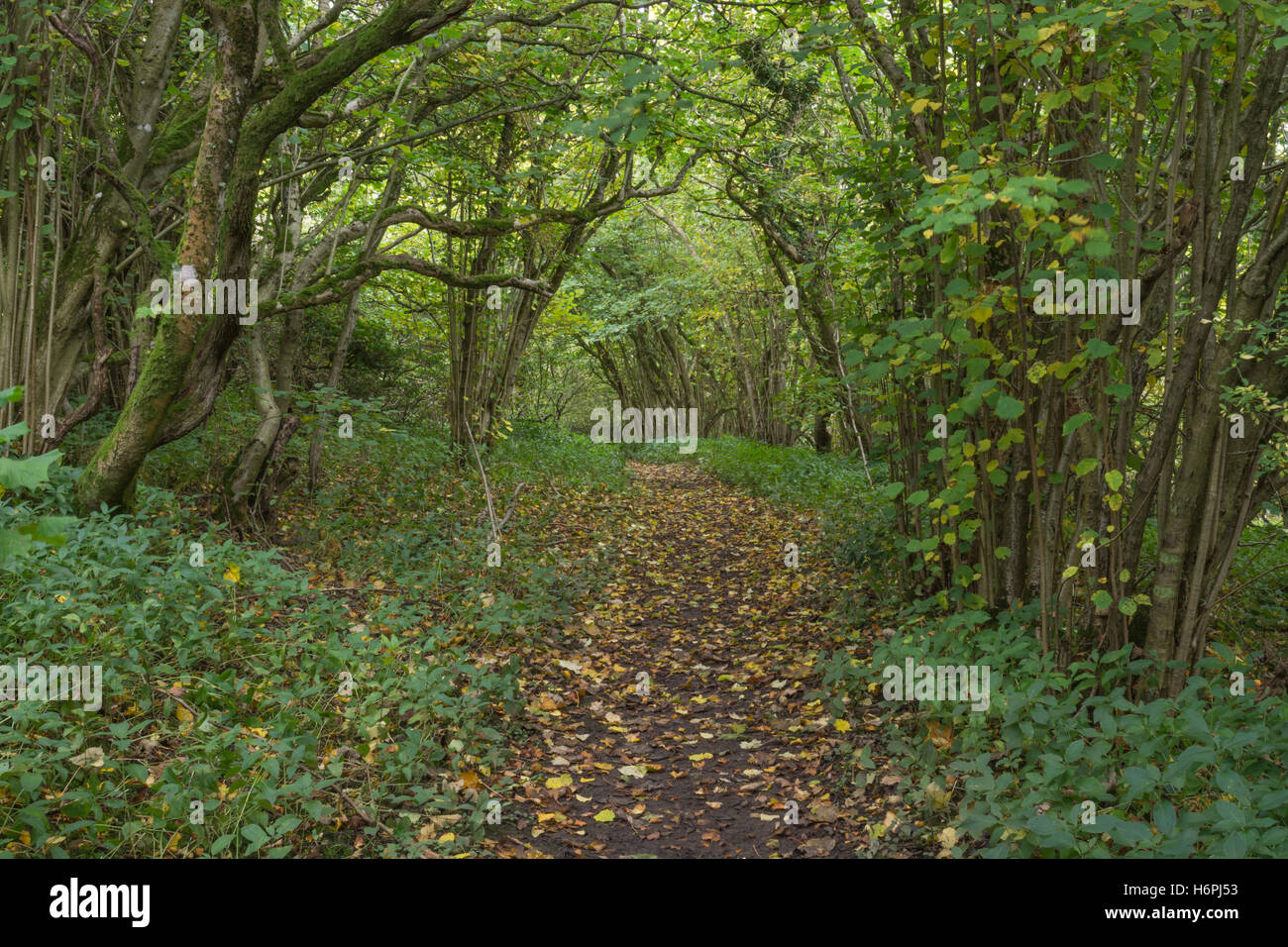 Hazel Trees High Resolution Stock Photography and Images - Alamy