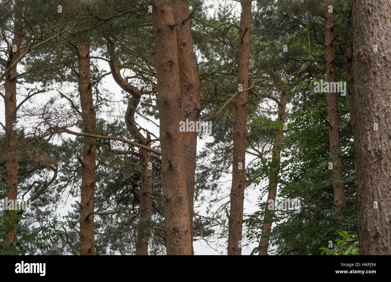 English pine woods hi-res stock photography and images - Alamy