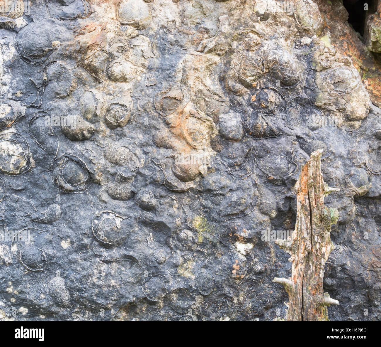 Rock with fossils in it Stock Photo - Alamy