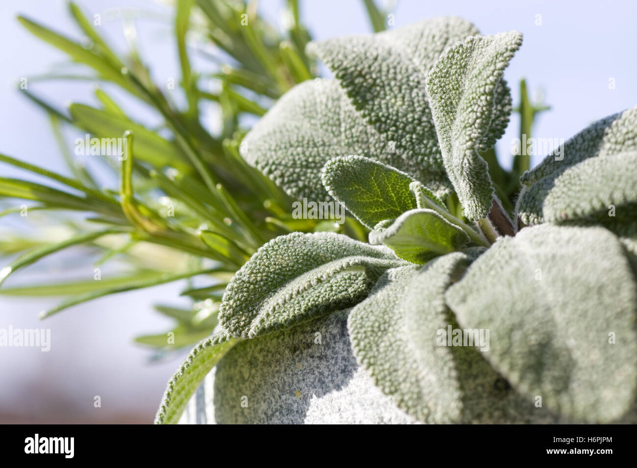 Spice sage hi-res stock photography and images - Alamy