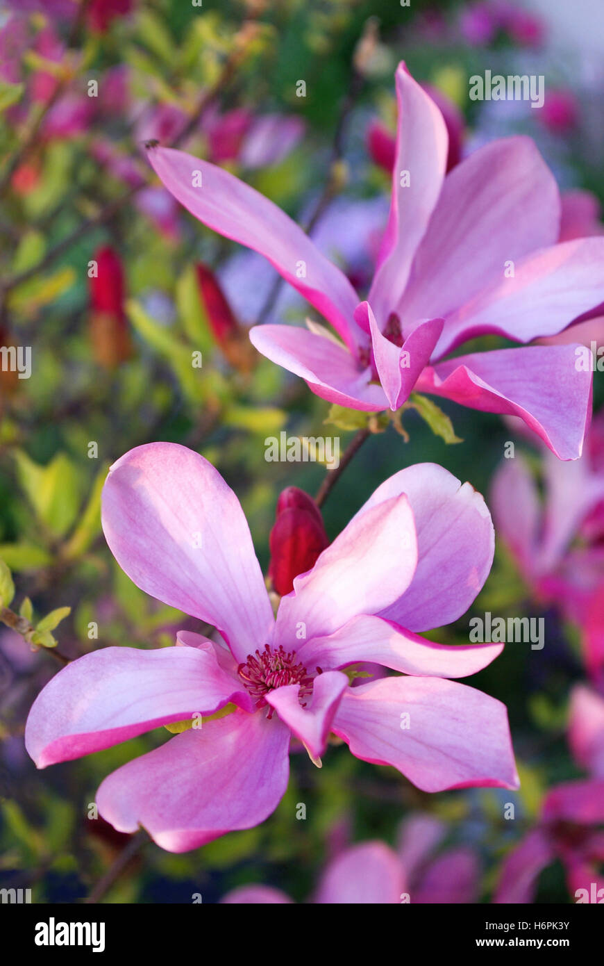 Magnolienbaum hi-res stock photography and images - Alamy