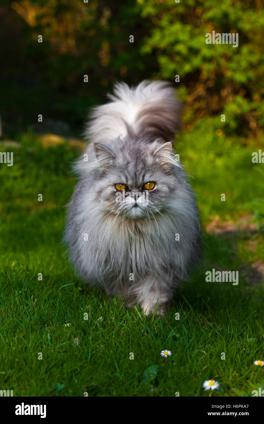 Animals smooch cute hi-res stock photography and images - Alamy