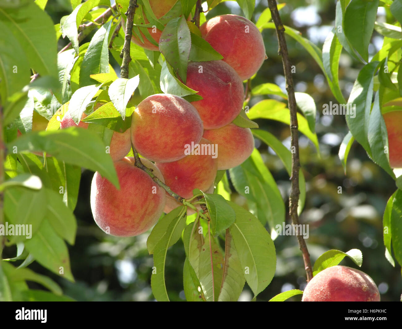 several ripe peaches hanging on the tree Stock Photo - Alamy