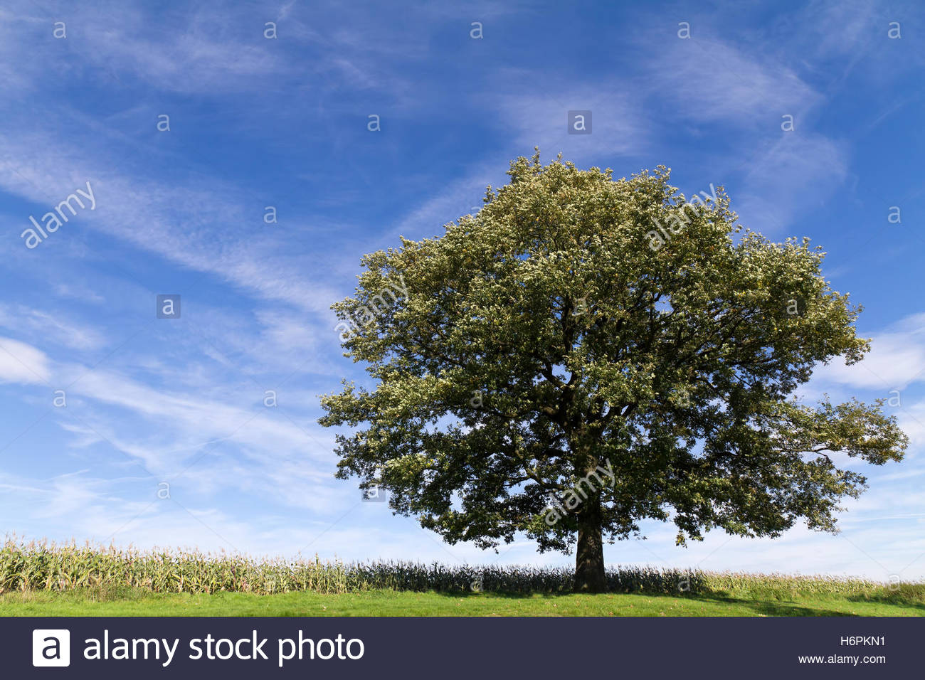 Traubeneiche High Resolution Stock Photography and Images - Alamy