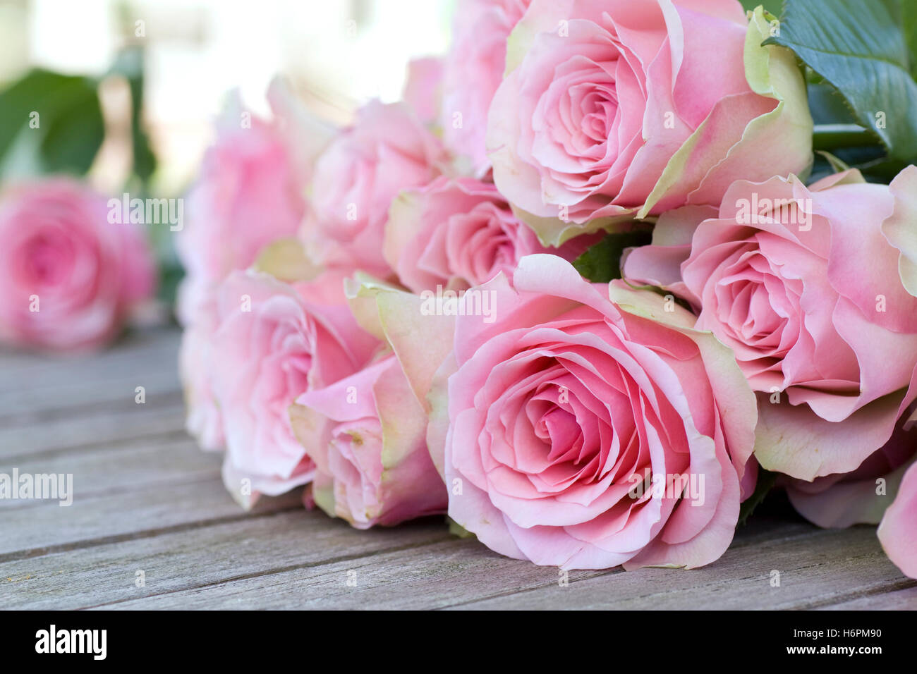 beautiful pink roses Stock Photo - Alamy