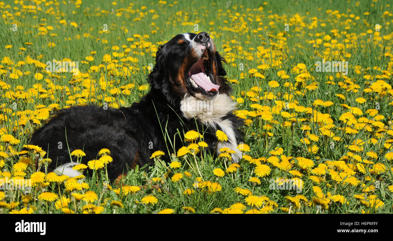 Animals bleed hi-res stock photography and images - Alamy