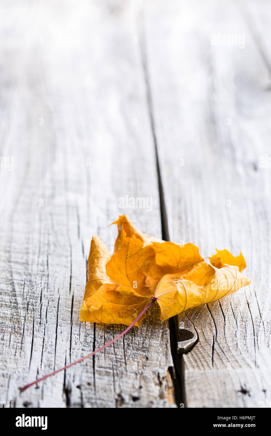 Old autumn leaf hi-res stock photography and images - Alamy