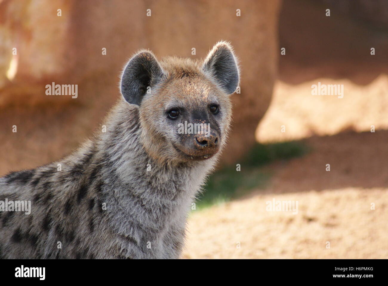 Ugly mammals hi-res stock photography and images - Alamy