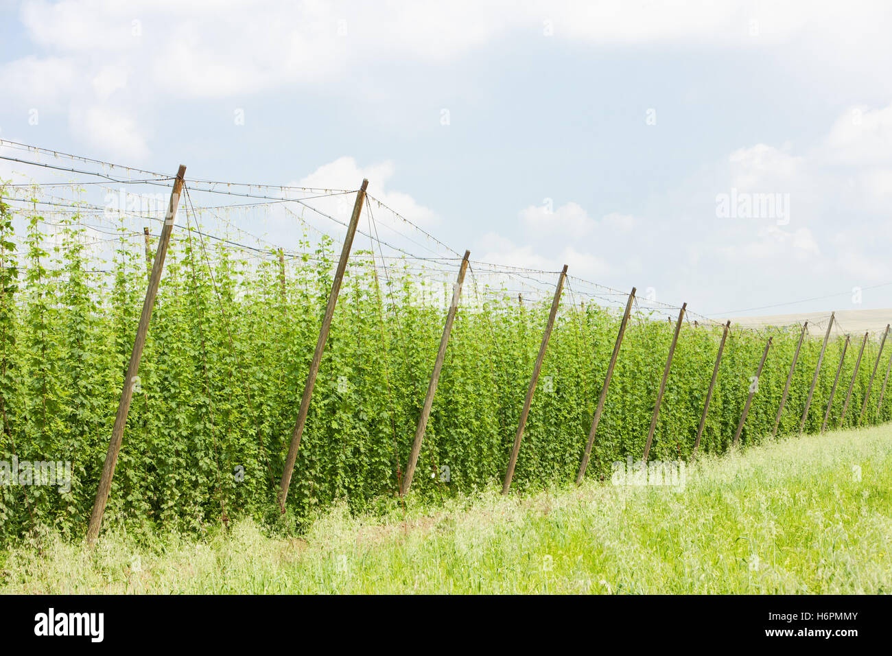 Hop fields hi-res stock photography and images - Alamy