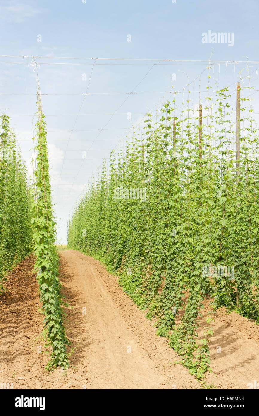 Hop fields hi-res stock photography and images - Alamy
