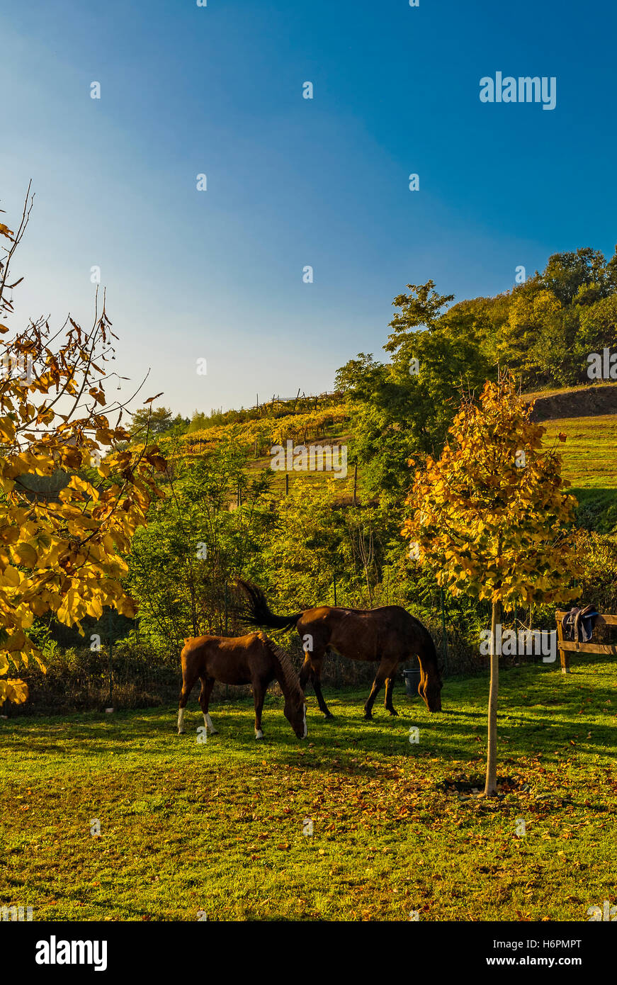 Italy Piedmont Canavese vineyards and countryside near Caluso Stock ...