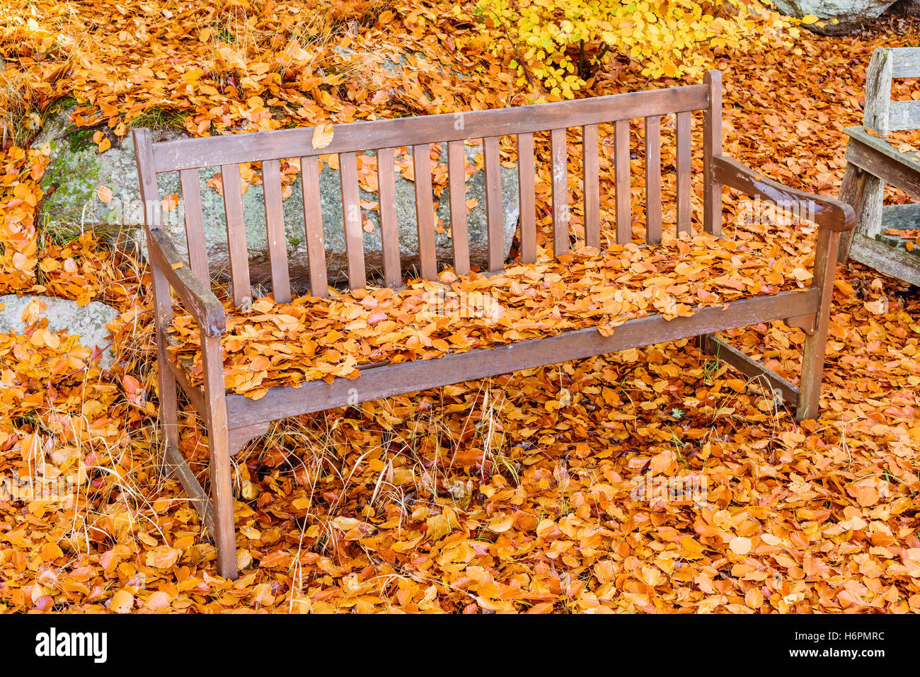 Wooden bench full of dry leaves in fall Stock Photo - Alamy