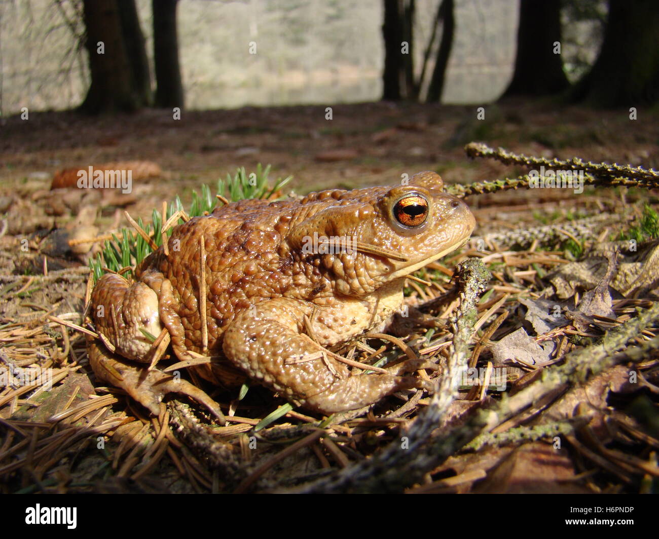 toad in reinhardswald Stock Photo - Alamy