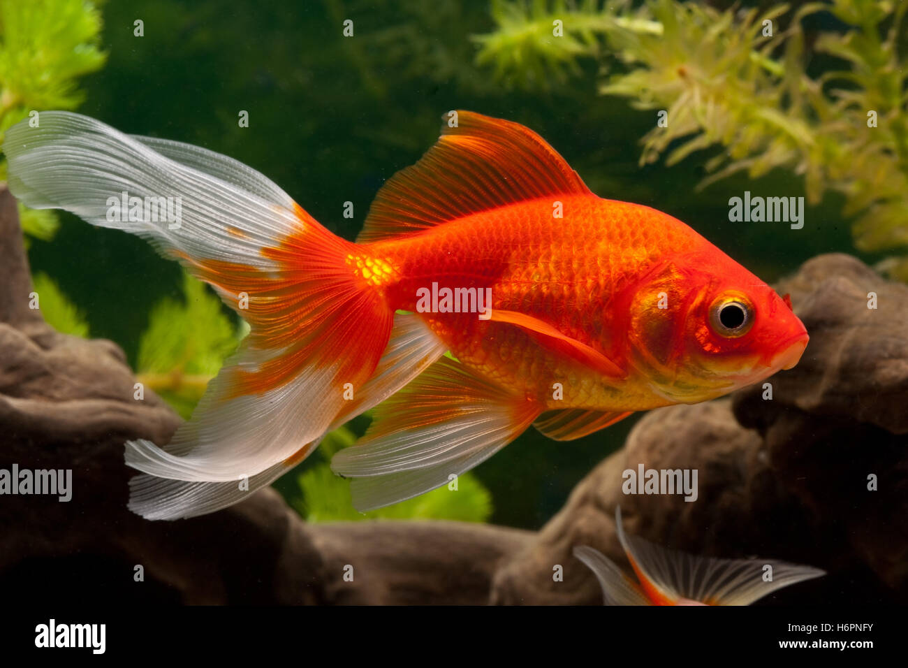 Underwater world red sea colored hi-res stock photography and images ...