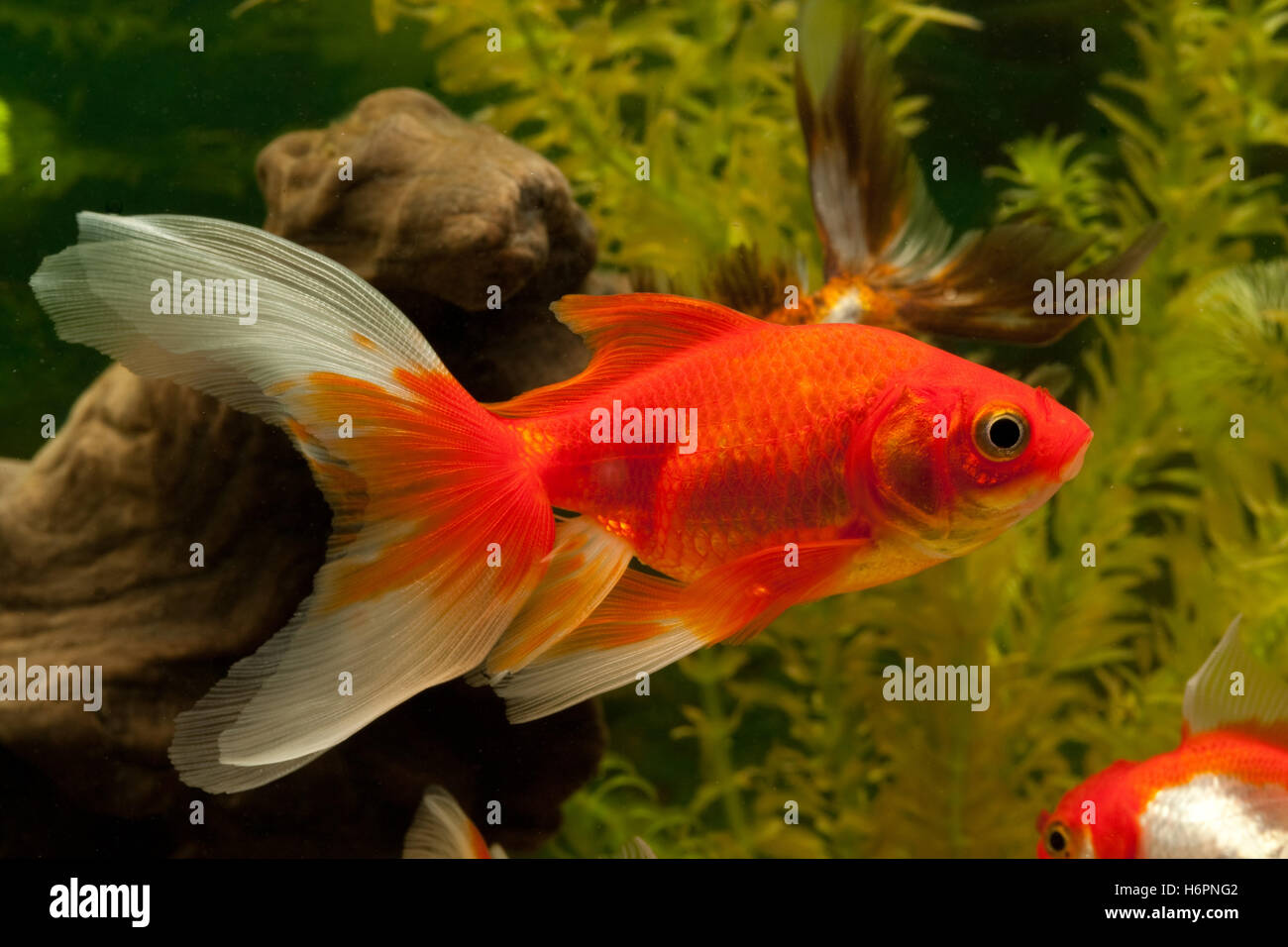 Underwater world red sea colored hi-res stock photography and images ...