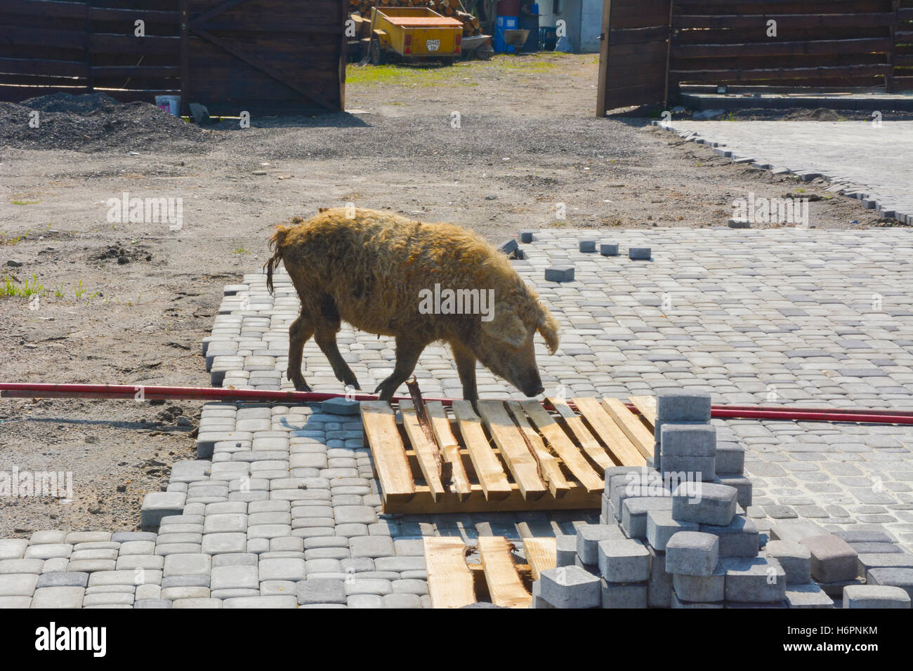 Domestic pig with an unusual coat and appearance Stock Photo - Alamy